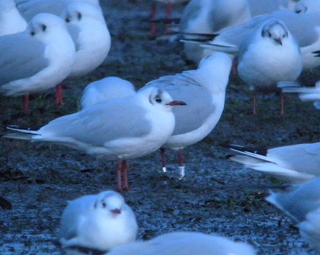 Jim's Birding: Polish Black-headed Gull