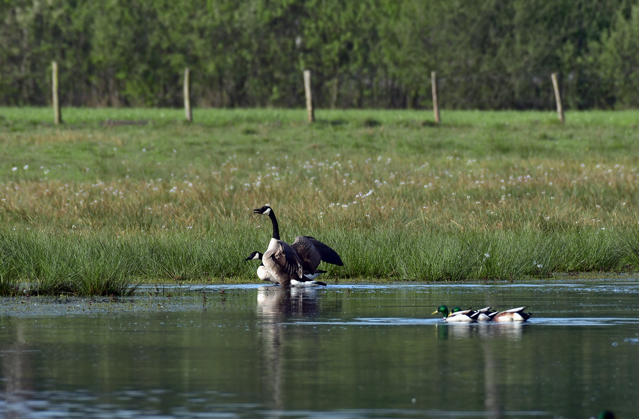 Jozef van der Heijden - Natuurfotografie: Grote Canadese gans maakt avances