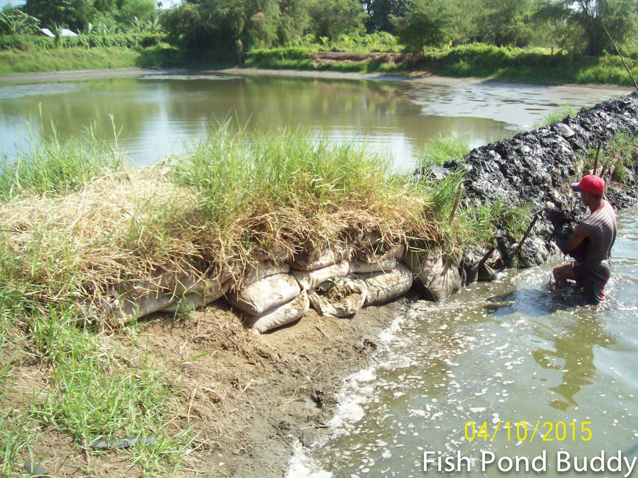 Fish Pond Buddy: How to Start a Bangus (Milkfish) Farm - Part 2