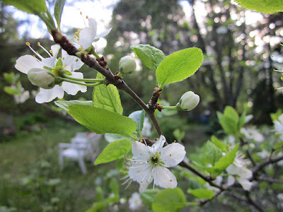 Leena Lumi: Luumupuu kukkii ja lisää toukokuun kukkijoita