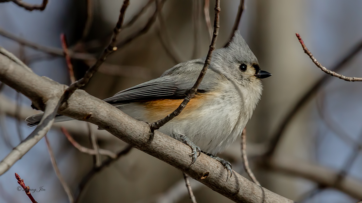 See What I See: Birds in January