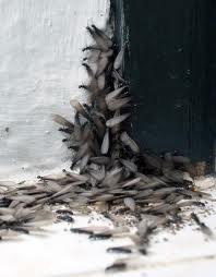 Control de Plagas en Sanidad Ambiental: Termitas con alas o voladoras