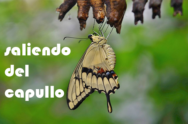 Palabra Diaria - Ministerios Ciudad de Dios: Saliendo del Capullo.