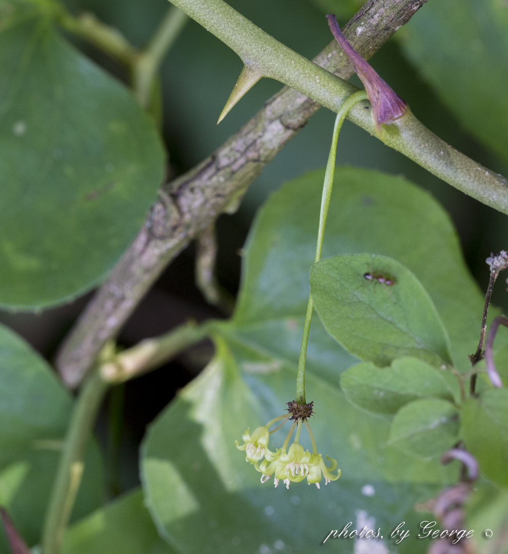 "What's Blooming Now" : Saw greenbrier, Catbrier, Bullbrier (Smilax ...