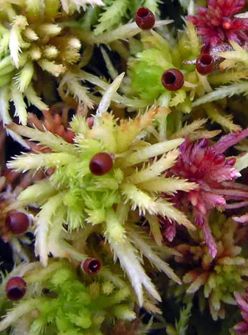 Bio Lounge: Briófitas - DIVISÕES E CLASSES