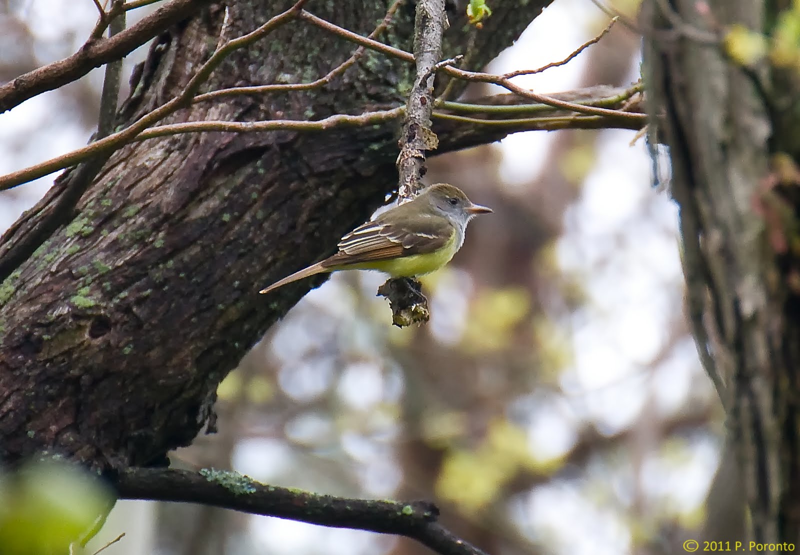 Poronto's Birding Macomb Twp and Beyond: Stoney Creek - Pileated ...