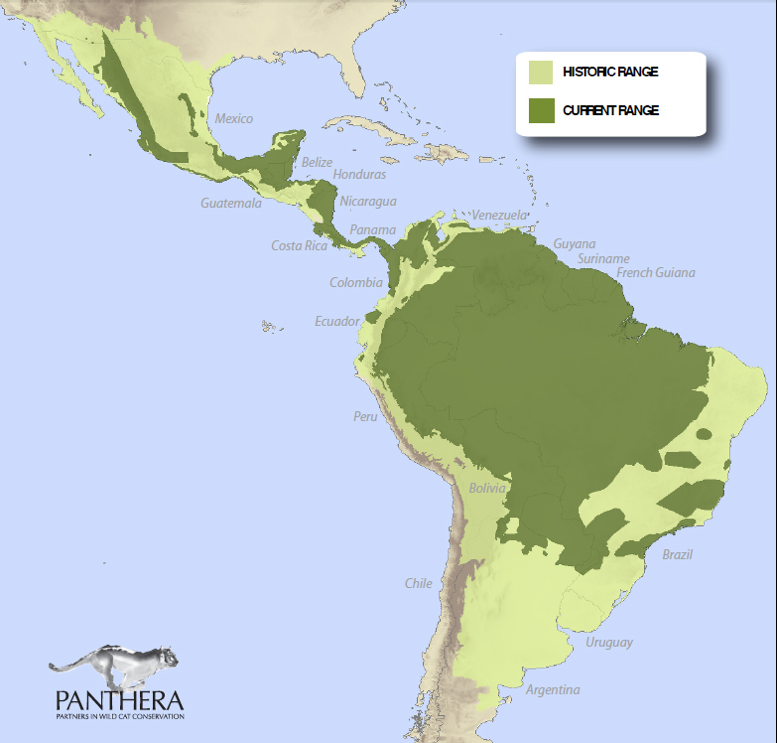 BIO227Fall2015.11: The Struggle for U.S. Ocelots