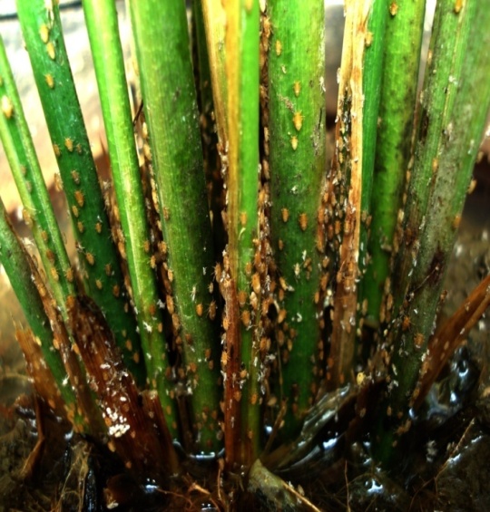 Tentang Hama Wereng Coklat Pada Padi - Blog Seputar Budidaya Tanaman Padi