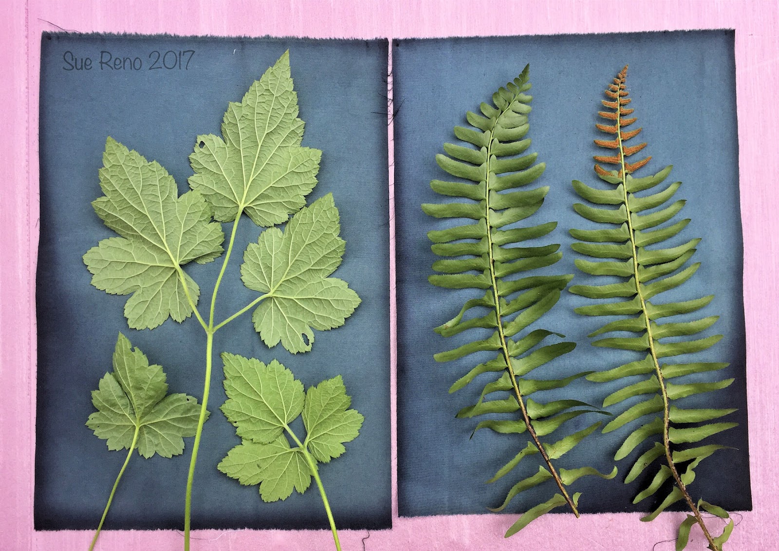 Sue Reno Studio: Experiments in wet cyanotype