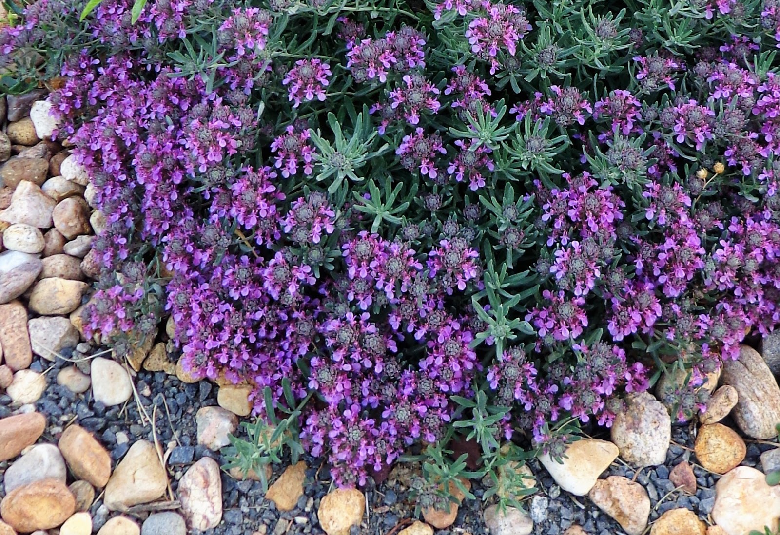 Prairiebreak: A terrible tale of two tangled Teucriums.