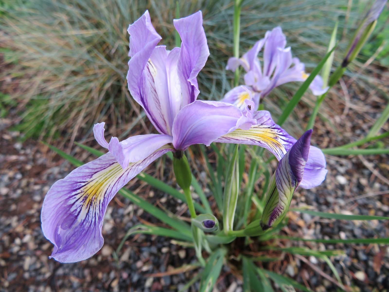 Native Plants of Spring