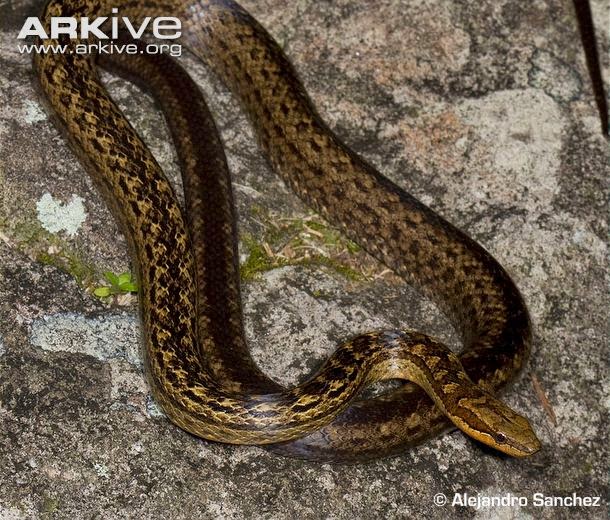 Laberinto en extinción: Culebra vientre rojo (Alsophis rufiventris)