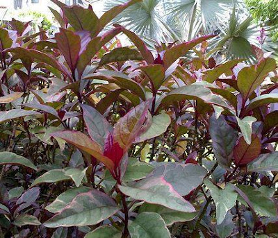 7 Khasiat Daun Handeuleum Bagi Kesehatan | OBAT KESEHATAN KELUARGA