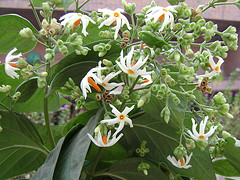 LiFe iS BeauTifuL.....