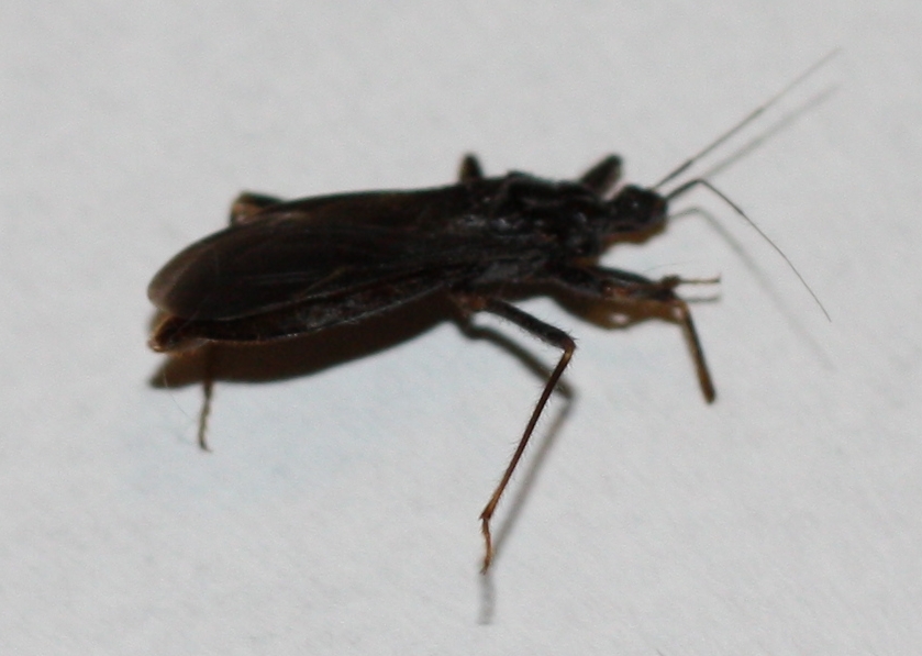 Bug Identification - Insects Bugs | Ask MetaFilter