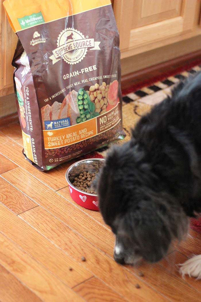 An Easy Way to Put the Spring Back In Your Dog's Step | Sunny Day Family