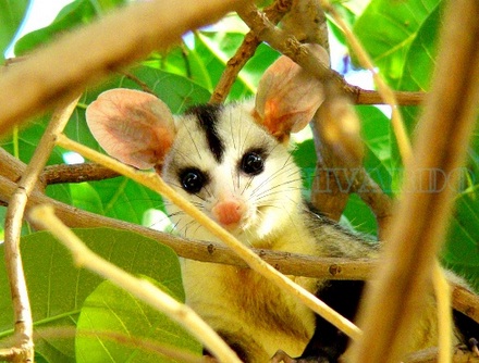 Minha vida de bióloga: Um timbu!!!