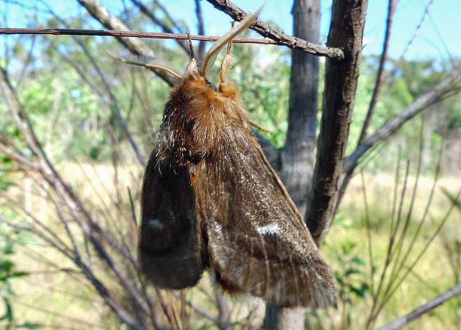 Set The Tempo: Bag-shelter Moth