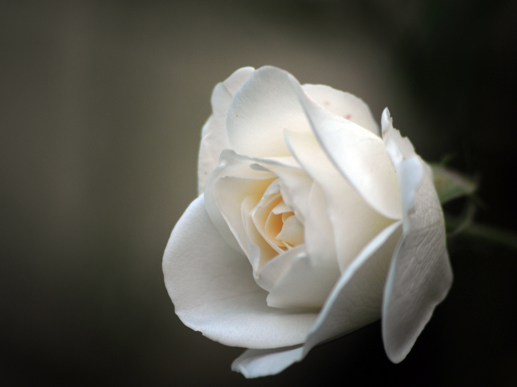 Canada Floral Delivery Blog: Unlocking The Secrets To The White Rose