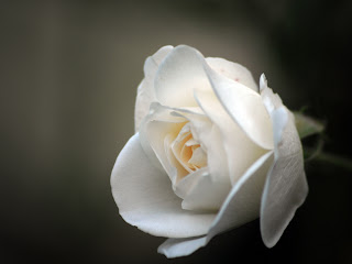 Canada Floral Delivery Blog: Unlocking The Secrets To The White Rose