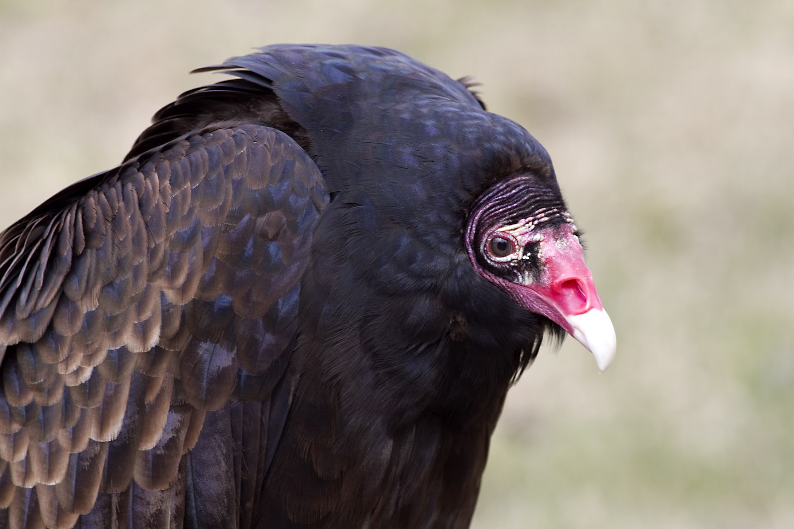 Ann Brokelman Photography: Red-tailed Hawk, Speckled Owl, Turkey ...
