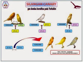 Mengenal Istilah F1, F2, F3,dan F4 Dalam Burung Kenari