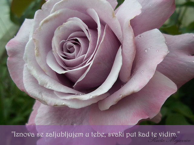 Ruže Majevice - Rasadnik ruža, Peljave. Sadnice ruža, stablašice, ruže ...