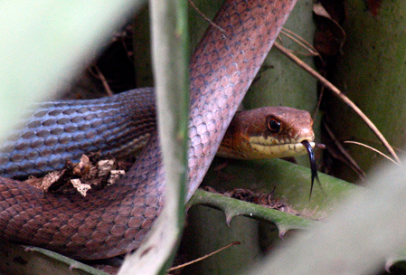 La Zumbadora y su Piedra Mágica - El Salvador Región Magica