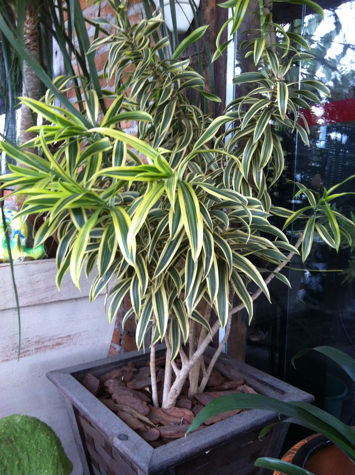 Trettel's Paisagismo: Pleomele