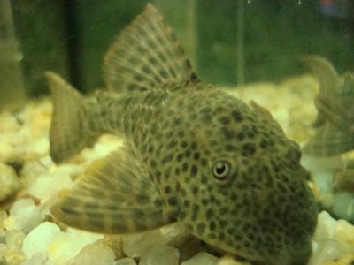 Peixe Cascudo - Criação de peixes