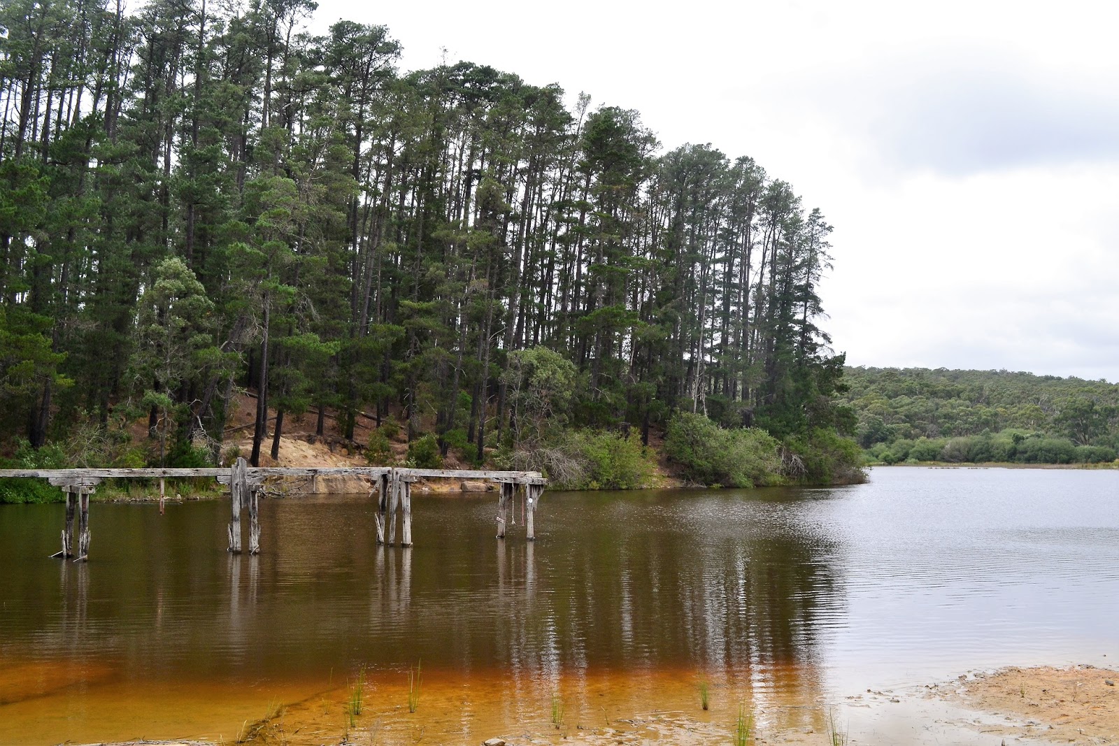 Goin' Feral One Day At A Time: Creswick Forest, Creswick Regional Park ...
