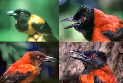 Pitohui con capucha (Pitohui dichrous)