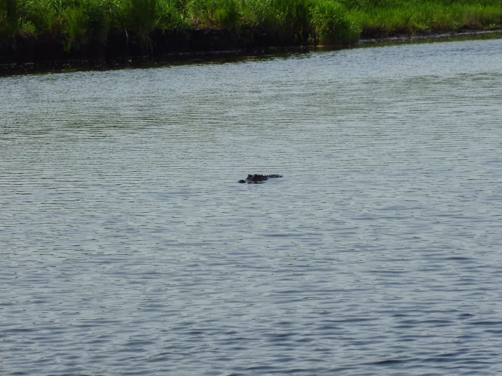 Back Road Motorcycle Rides: Airboats, Alligators, and riding Florida ...
