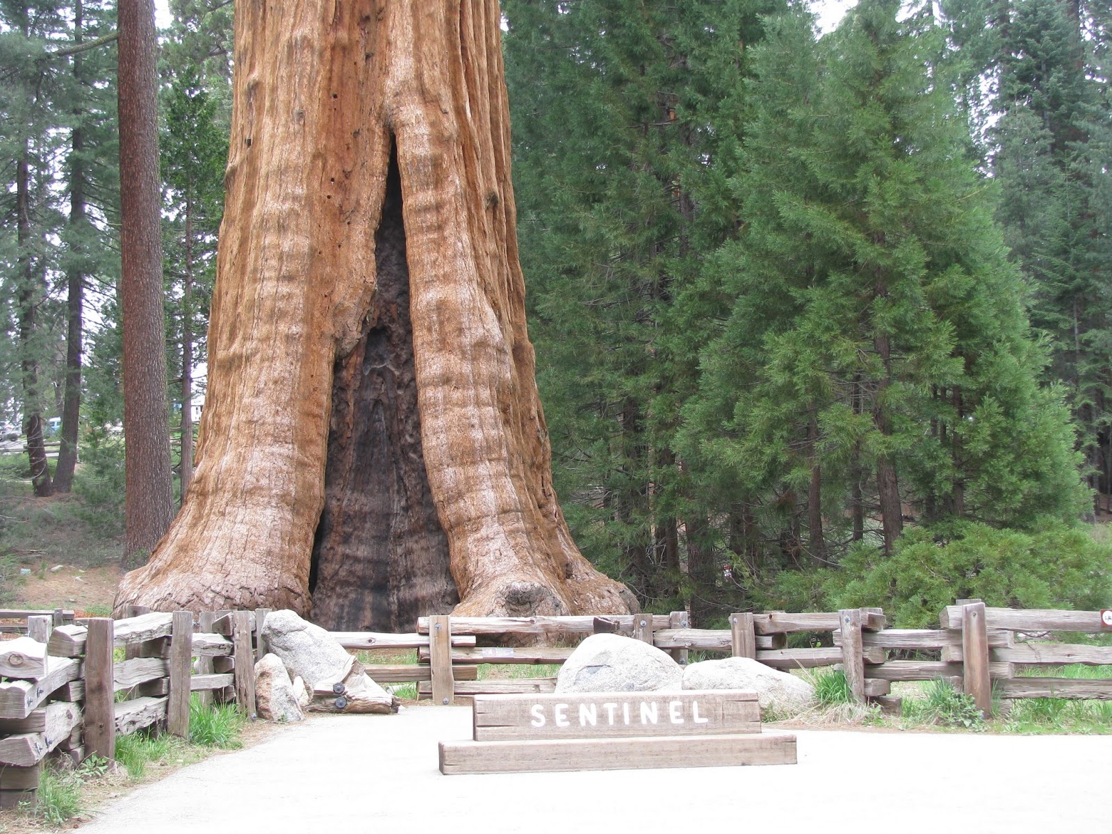 Thayer Update: Sequoia National Park....Day 2