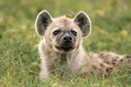 Funny Pictures Gallery: Funny hyena, pictures of hyenas, hyena ed, how ...