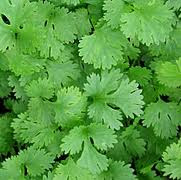 HEALING GRACE: CILANTRO...The poor man's chelation treatment
