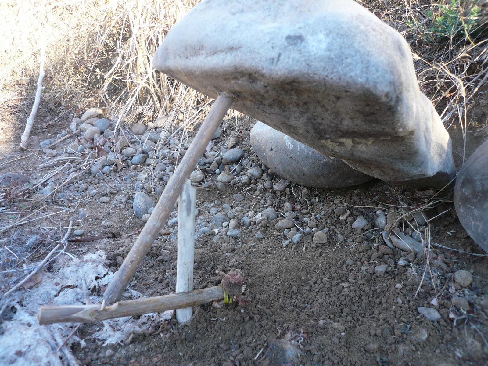 Countryman: Foraging California's Wild Side: Snares and Traps from ...