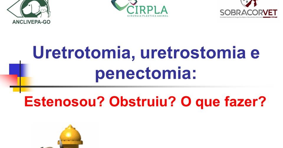Palestra Uretrotomia, uretrostomia e penectomia: estenosou? Obstruiu?O ...