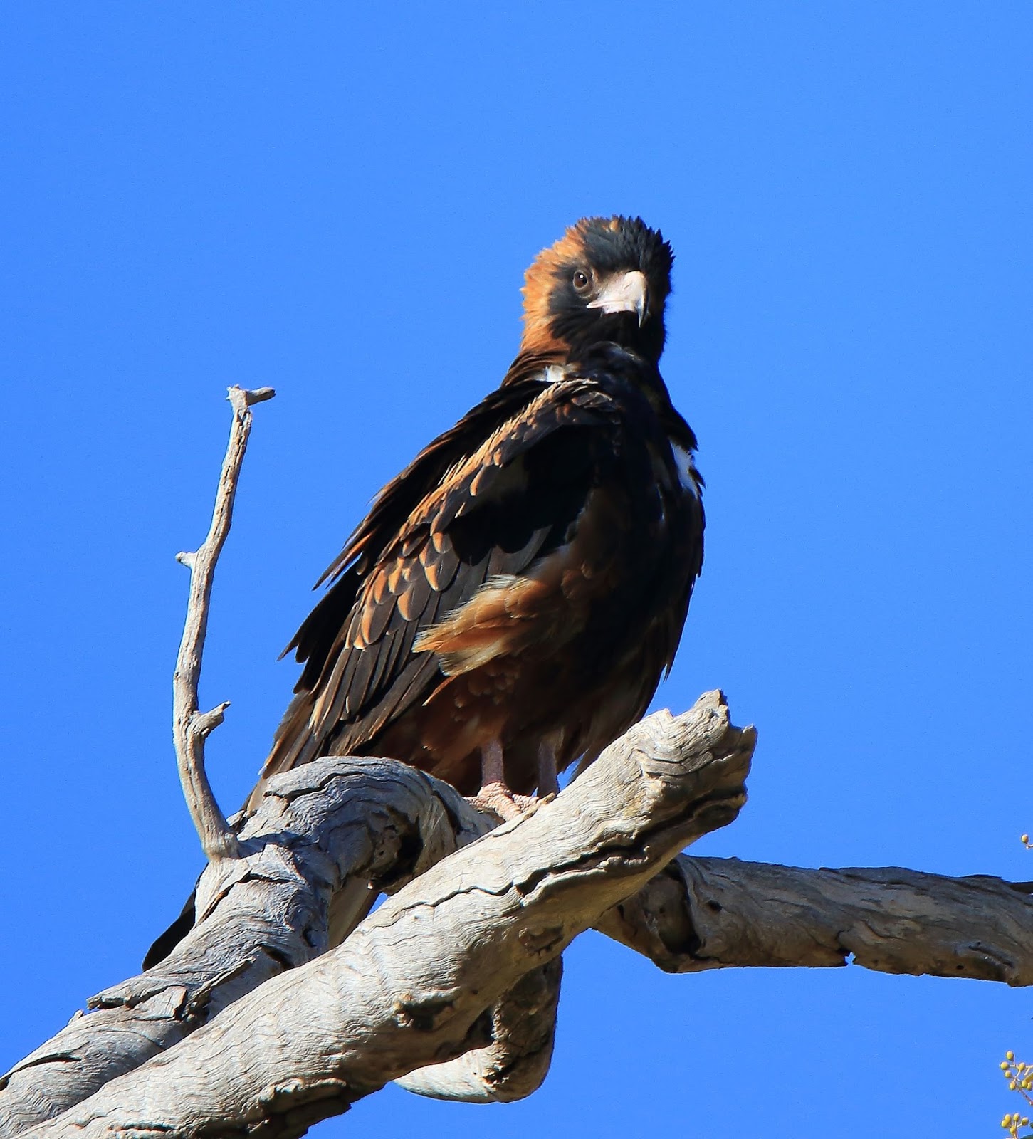 Richard Waring's Birds of Australia: Black-breasted Buzzards - photos ...