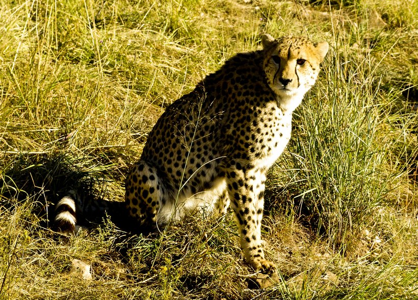 News from Southern Africa & Namibia: Namibia: International Cheetah Day ...
