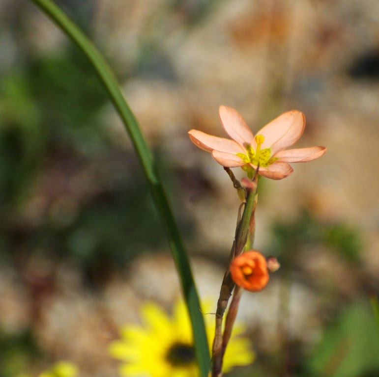 A Wandering Naturalist: Australia: Trigger Flowers, Orchids and Weeds