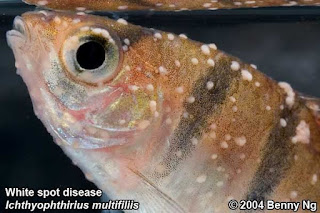 Jacks Evolutionary Biology Blog: Post 4: Freshwater White Spot Disease ...