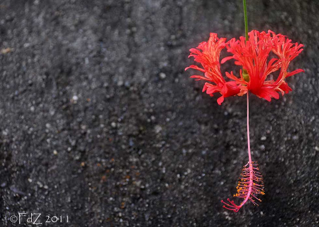 View thru My Global Lens: September 2011