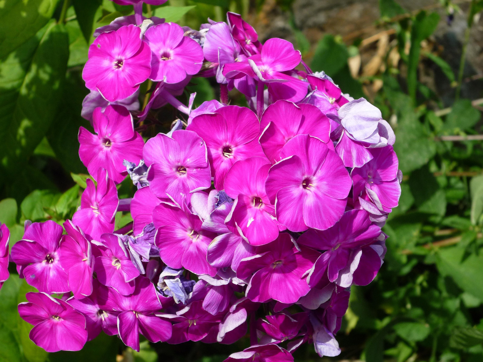 PERIWINKLE FLOWER photos - wallpapers (ανανεωμένο) | the fun bank