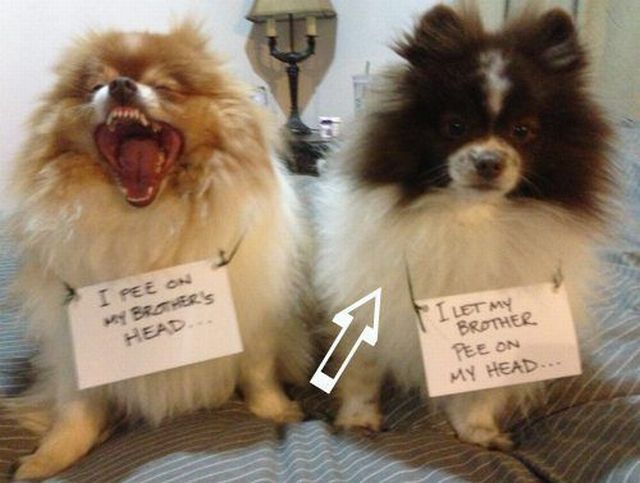 Funny Animals of The world : Funny Animals