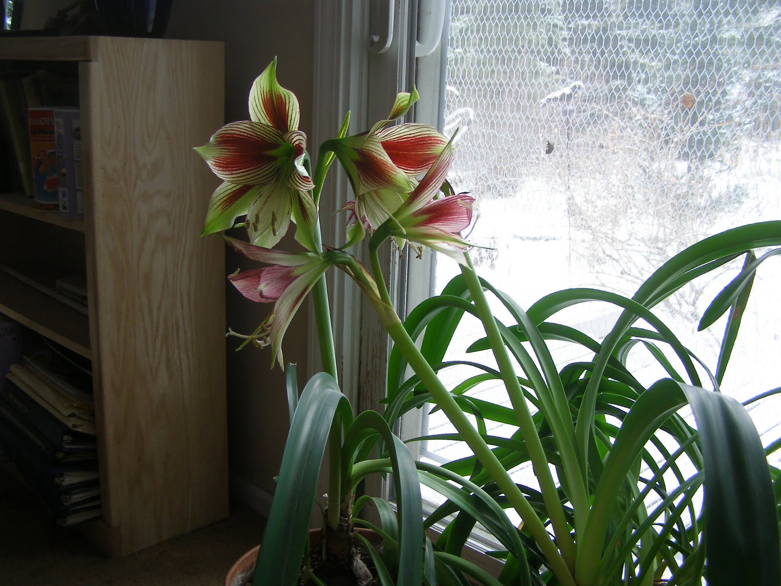vinlands-icelandics-amaryllis