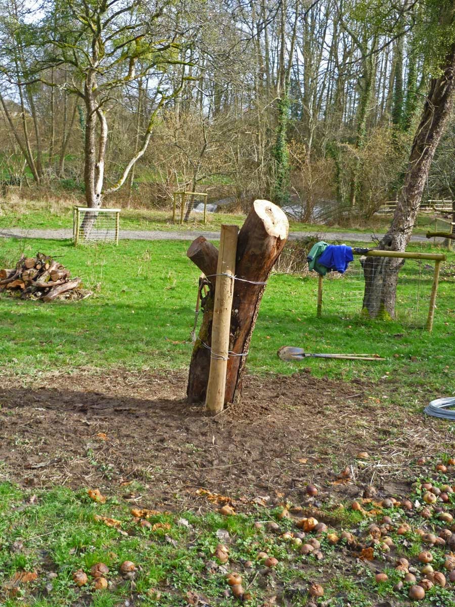 Worcestershire Wildlife Trust Volunteers: Monolith trees at the Knapp