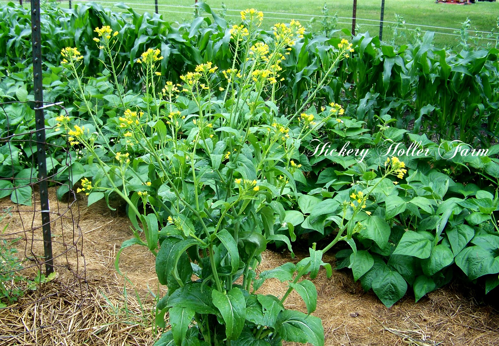 Hickery Holler Farm: Going To Seed