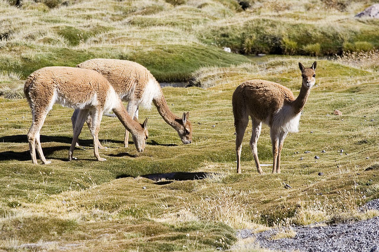 La vicuña del Perú, la lana más fina del mundo: A vicunha, símbolo ...