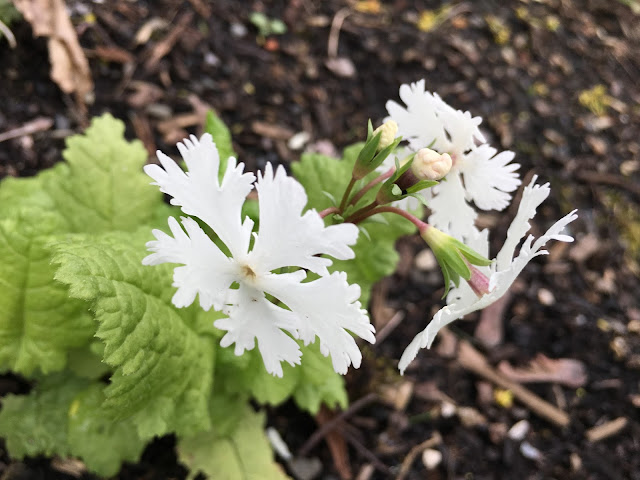 MulchMaid: Garden bloggers Bloom Day - April 2018